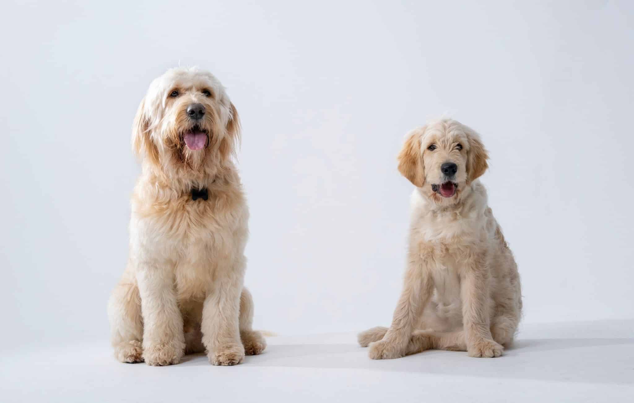 Annie Musical’s Canine Stars Announced for Sydney