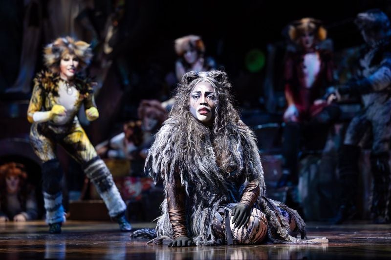 CATS celebrates its 40th anniversary in Australia | News